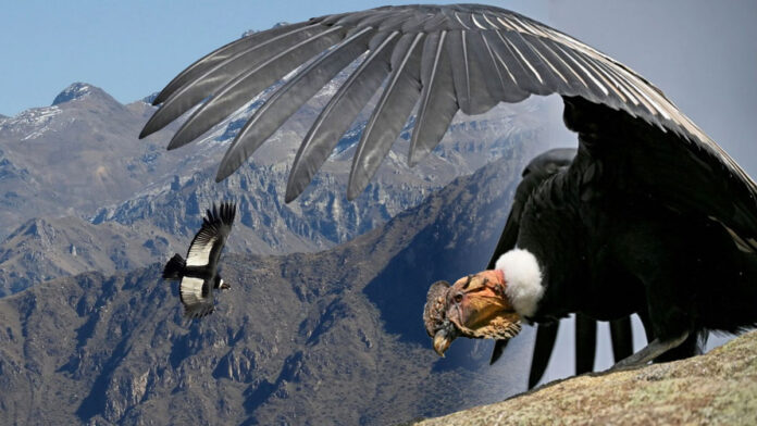 Arequipa alberga Festival Nacional del Cóndor Andino para promover su ...